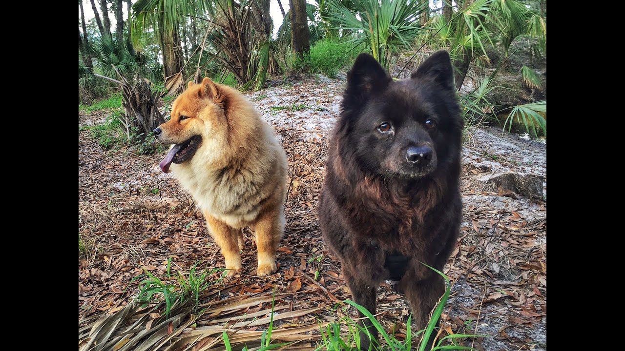 GOPRO DOG CAM - YouTube