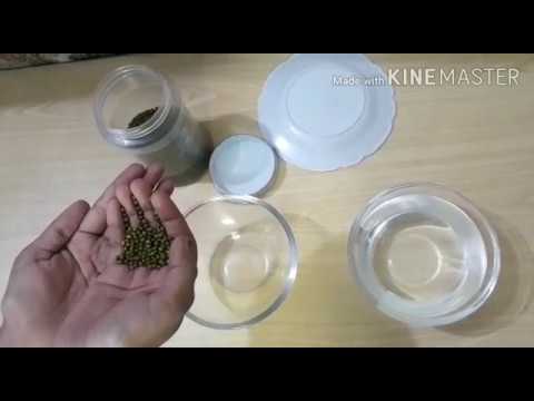 Procedure to Form Moong Sprouts- Seed germination Through Moong Seeds ...
