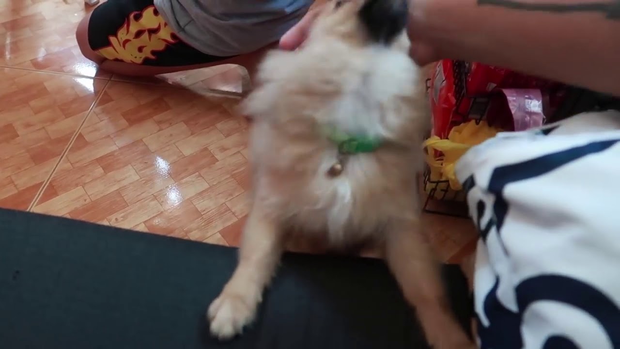 The vlogger in the philipines jamil is the best - YouTube