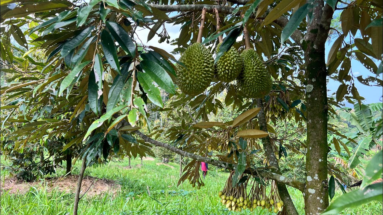 Update Kebun Durian Tanah Liat Bekas Sawah | Bocah Duren - YouTube