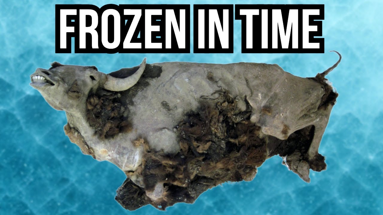 8 Prehistoric Animals That Have Been Found Trapped In Ice - YouTube