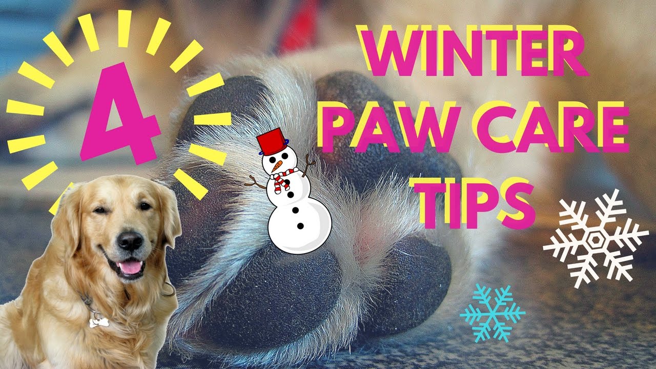 4 Winter Paw Care Tips - YouTube
