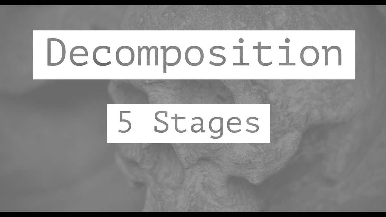 5 Stages Of Decomposition YouTube 5 Stages Of Decomposition YouTube