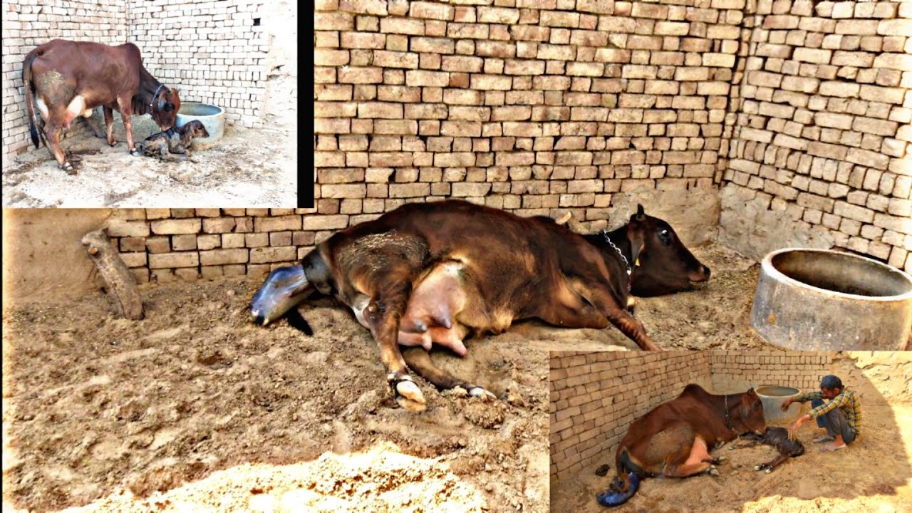 amazing video cow delivery ,गाय बच्चे को जन्म देतें हुए अद्भुत dairy ...
