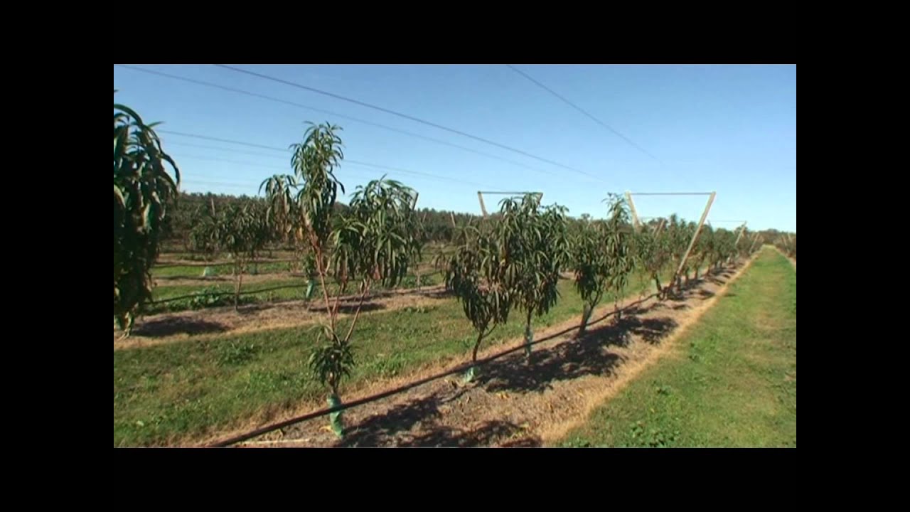 Open Tatura Trellis - YouTube