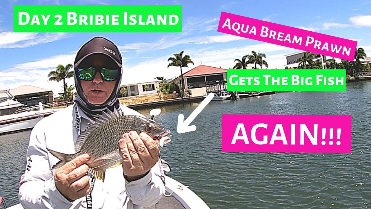 Ecogear Bream Prawn get the "BIG BREAM" - YouTube