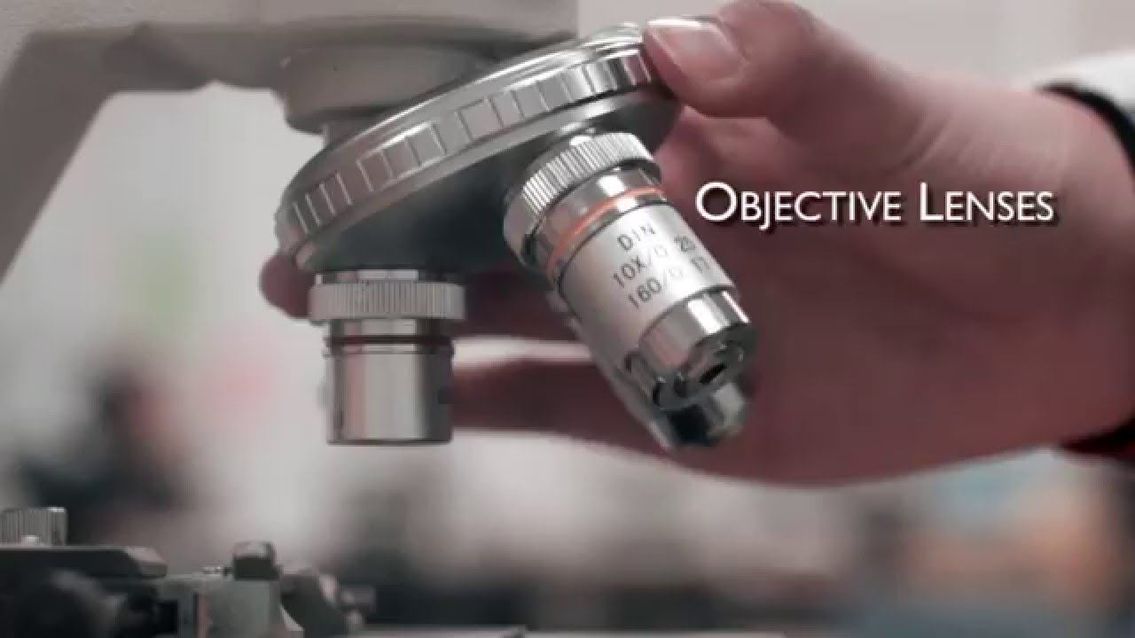 How To Use A Microscope - YouTube