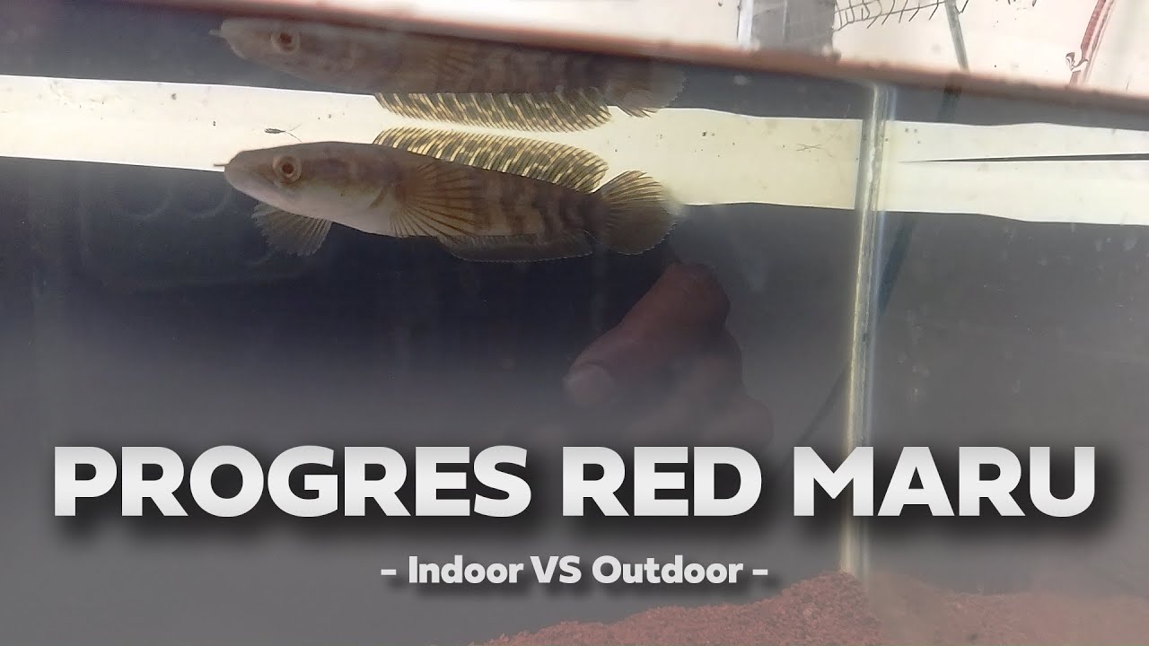 PROGRES RED MARU INDOOR VS SEMI OUTDOOR !! - YouTube