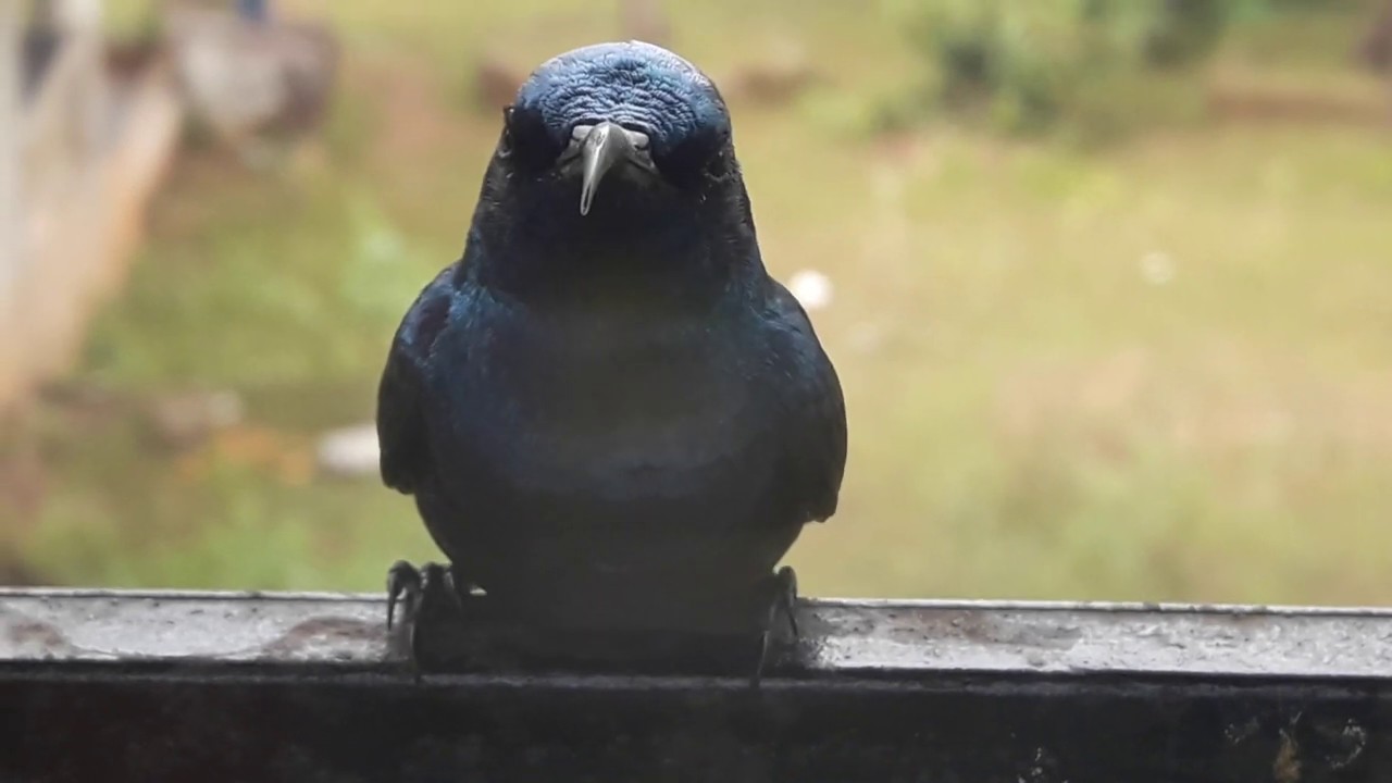 A beautiful bird at mauli villa (phonda) kankavli - YouTube