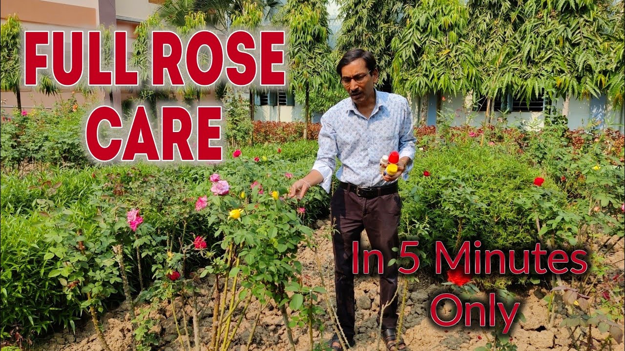 Winter Care of Roses in 5 minutes only. Full caring tips for Growing ...