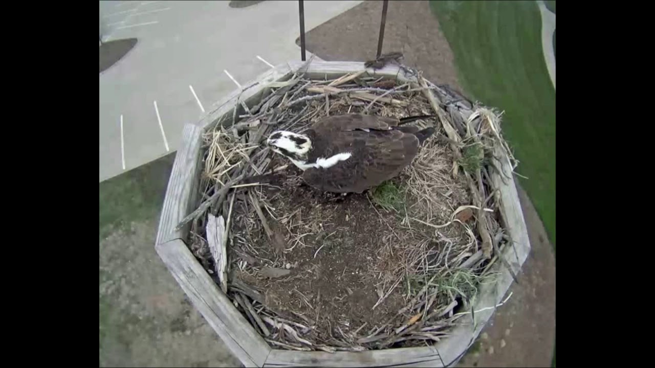 Iowa DNR Osprey Cam 4 -13 - 2020 - YouTube