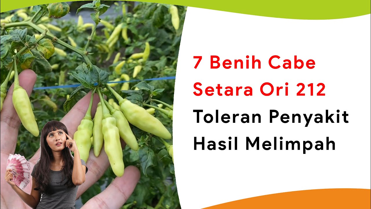 Harga Setara Cabe Ori 212, 7 Benih Cabe Rawit Unggul, Tahan Penyakit ...