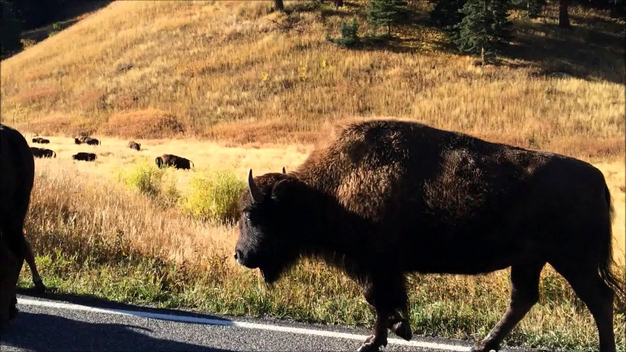 Buffalo Attack @ Yellow Stone National Park - YouTube