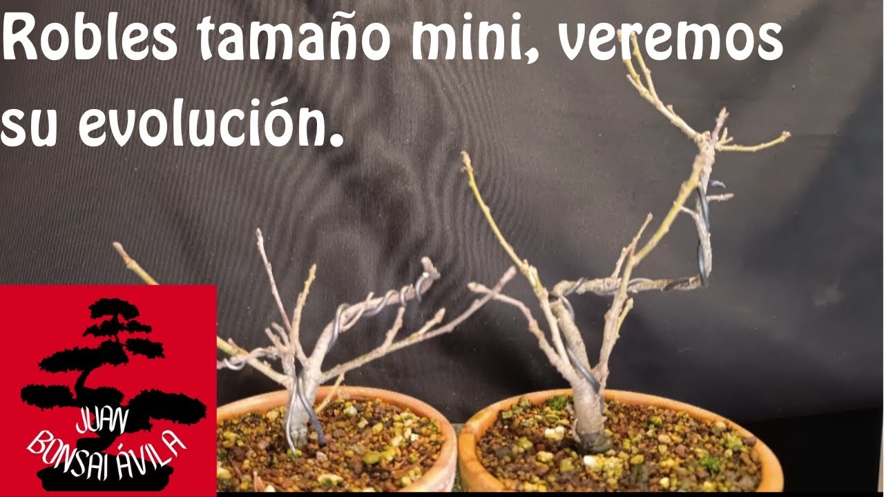 Robles, bonsai mini, seguiremos su evolución y formación - YouTube