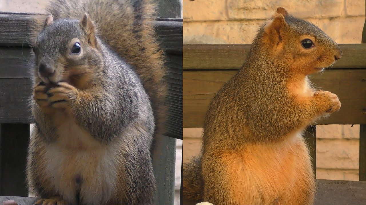 New Squirrels on The Porch - Casanova and Jack - YouTube