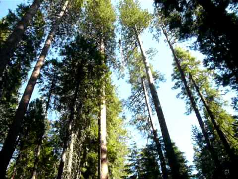 Tree Bungee Jump - YouTube