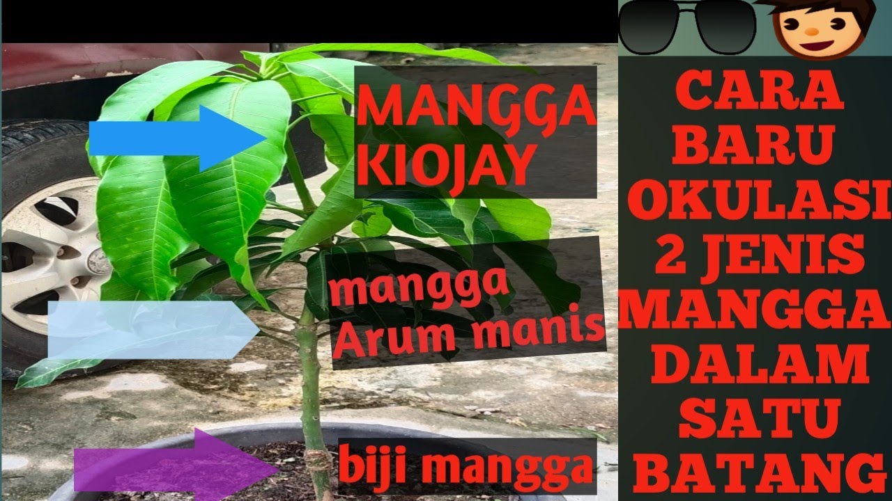 cara sambung pucuk satu batang dua jenis mangga model terbaru - YouTube