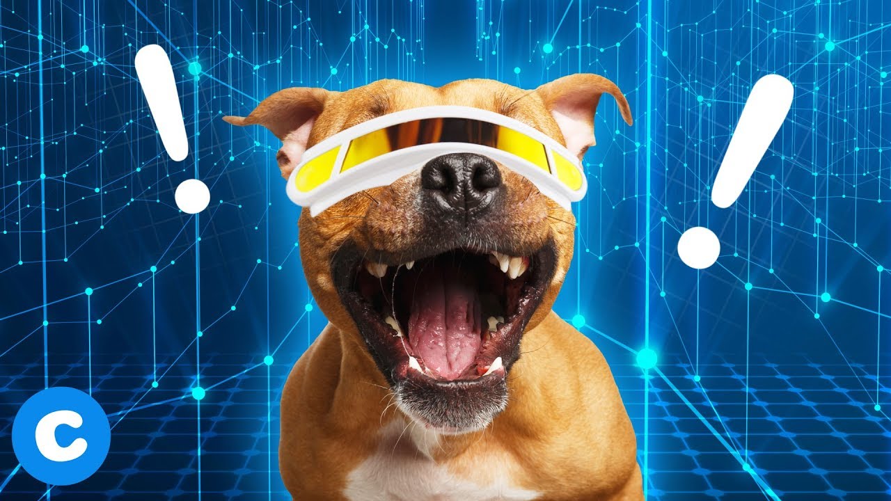 4 Futuristic Pet Gadgets | Chewy - YouTube