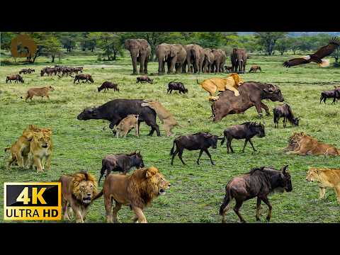 Nairobi National Park 4K 🌍 Incredible African Wildlife Safari Experience
