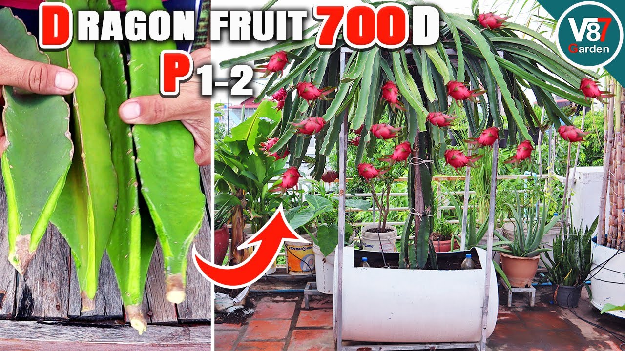 Grow Dragon Fruits in Containers: Easy Step-by-Step Guide from Stem to ...