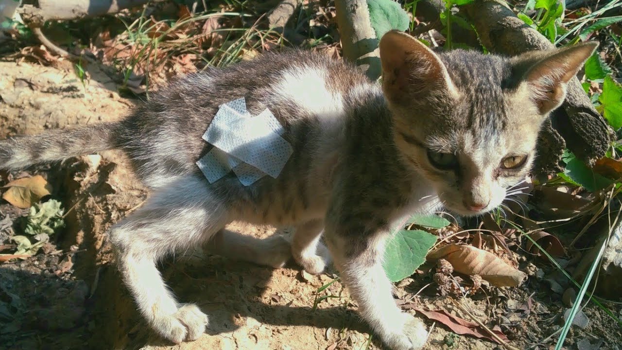 Rescue Poor Injured Kitten(Cat) - YouTube