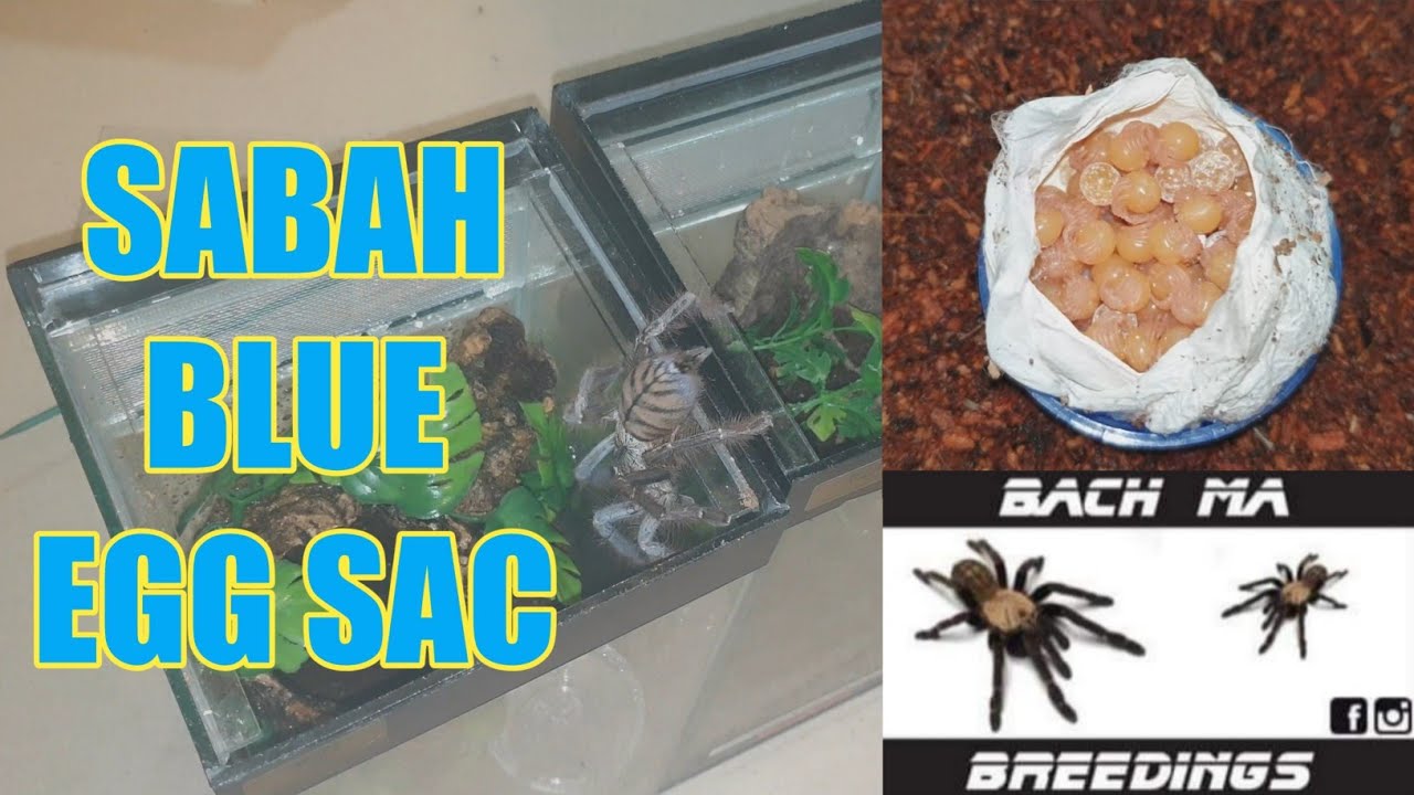 Phormingochilus Sp Sabah Blue Eggsac Surprise + 1000 Subscriber Video ...