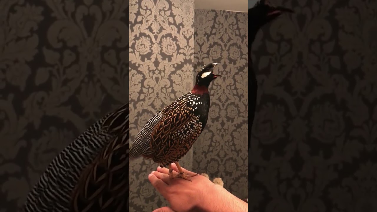 Kala teetar trained by UK | Black Francolin Bird in Pakistan - YouTube