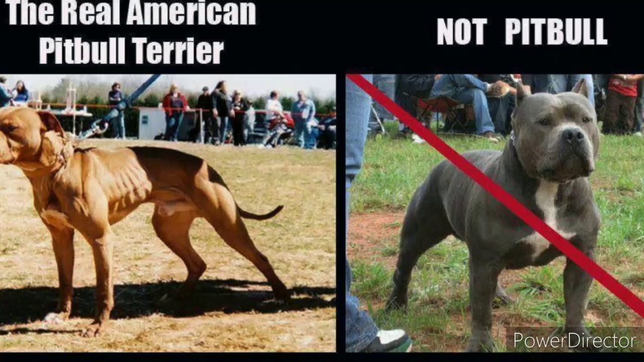 Pit bull Game - YouTube