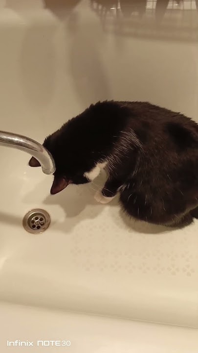 Котик Барсик - У меня же ЛАПКИ!!! #cat #кот #юмор #котики #прикол #топ ...