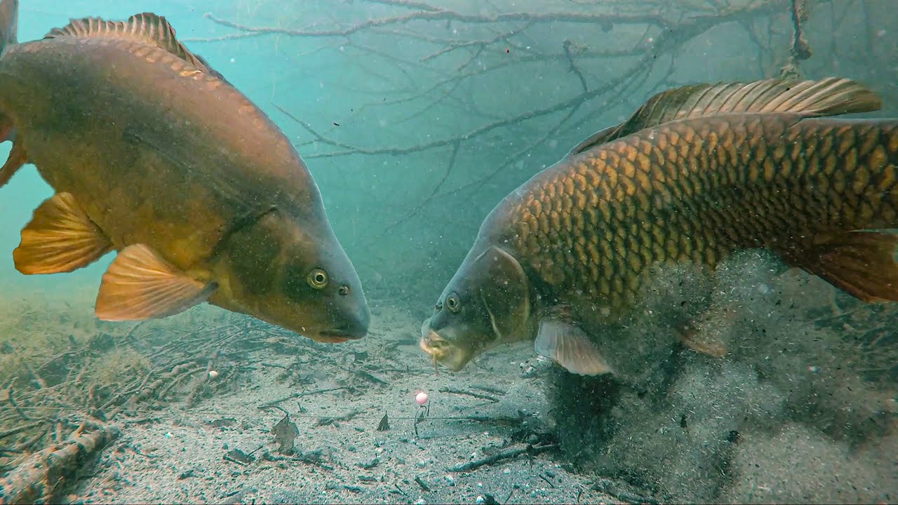 Lessons from fishing with underwater camera's - YouTube