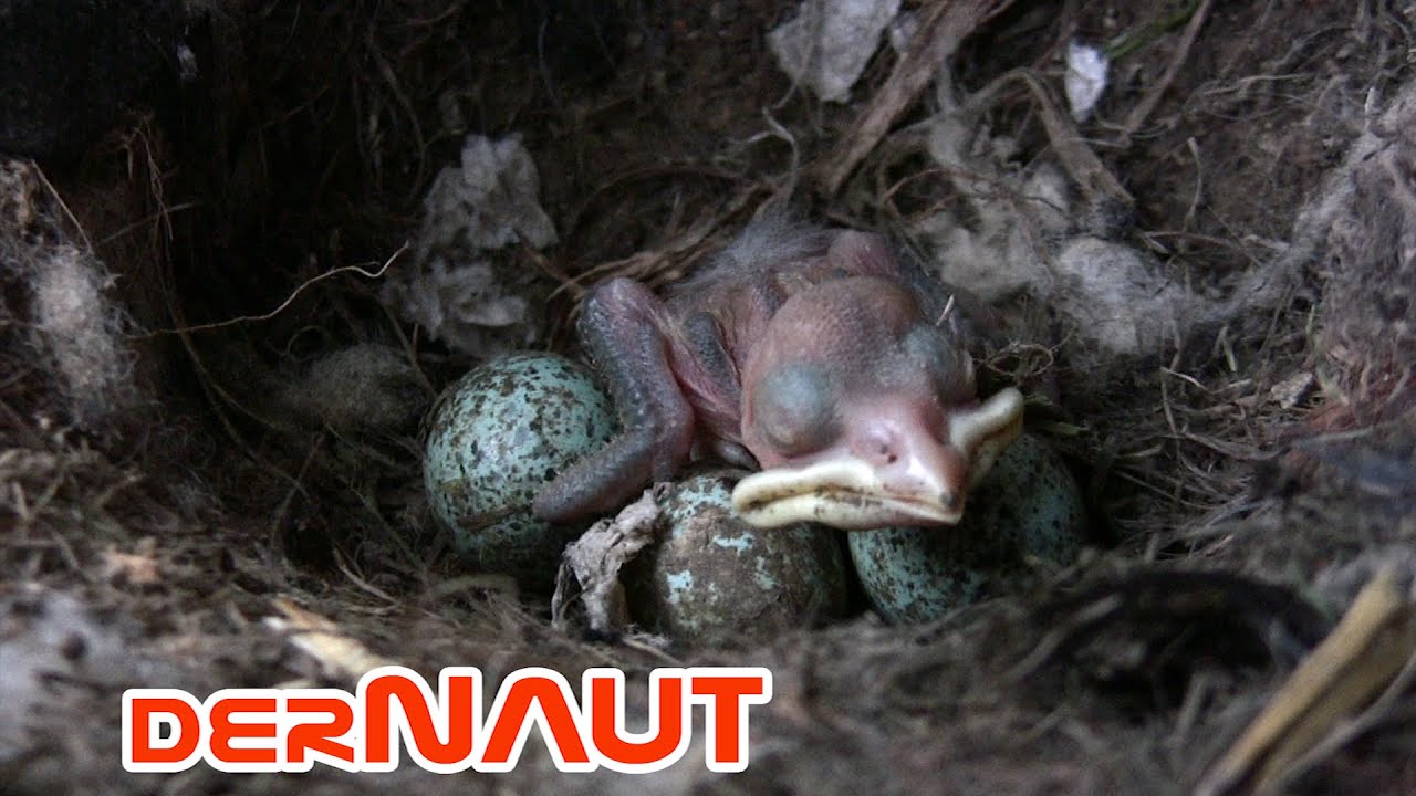 Raptor hatchling - Dohlenbaby - Baby Jackdaw (FREE STOCK FOOTAGE) - YouTube