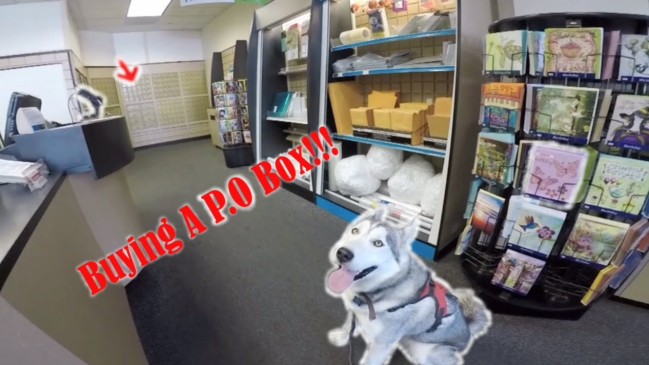 Buying a P.O BOX, Excited Siberian Husky Inside UPS Store ! - YouTube