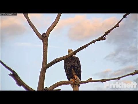 SWFL Eagles ~ Our First Glimpse At M15's Brood Patch w/ SLO MO 12.3.17 ...