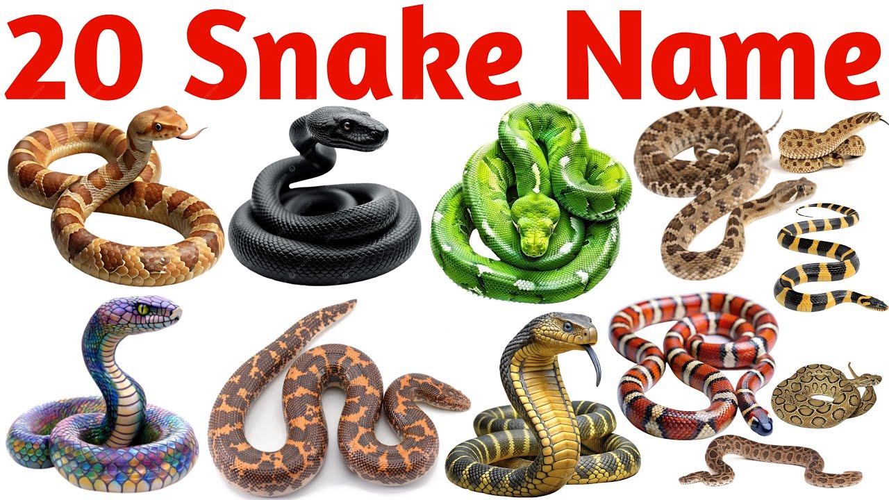 🐍 20 Snake Names in English | Learn Snake Species for Kids | Wild ...