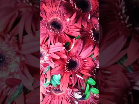 Çelenk siparişi Düğün, açılış, tören.