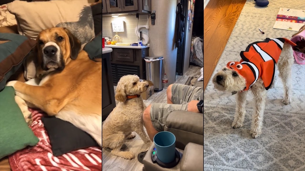 Don't be fooled, Dogs know everything 😂 - YouTube