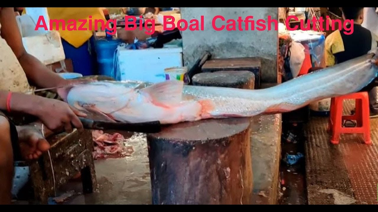 Amazing Big Boal Catfish Cutting by Expert Cutter into BD Fish Market ...