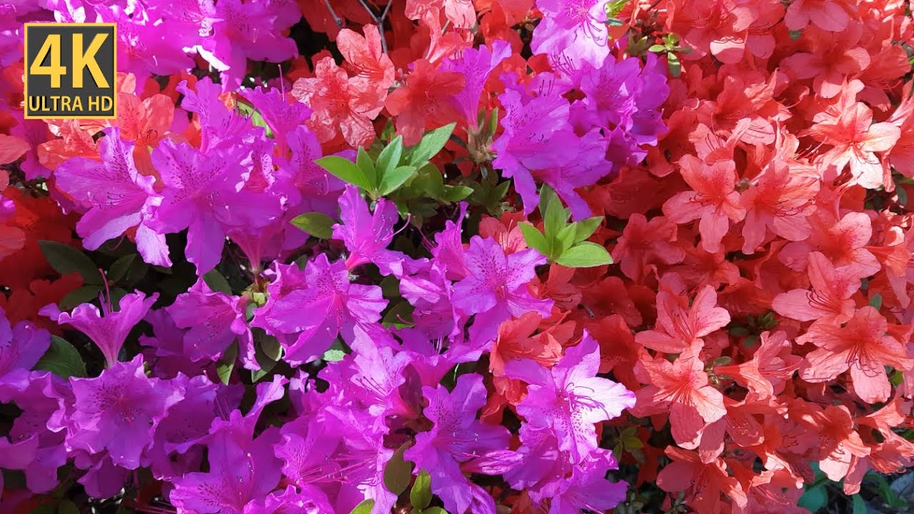 4K Flowers Concentration and Study Music, 70 Minutes - YouTube