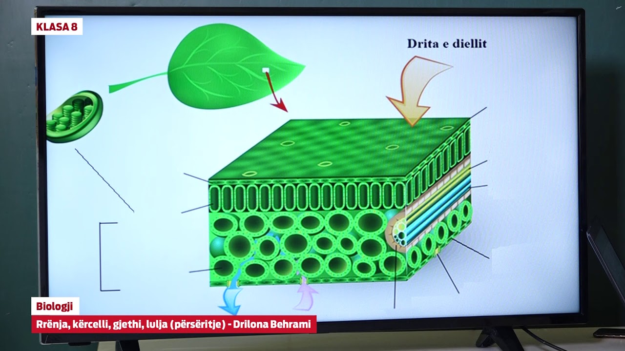 e Mesimi Klasa 8 - 8566 Biologji - Rrënja, kërcelli, gjethi, lulja ...