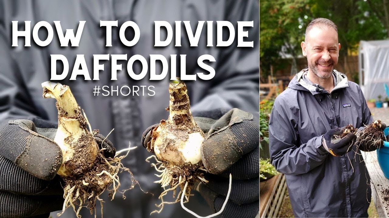 How to Divide Daffodils #shorts 😉 - YouTube