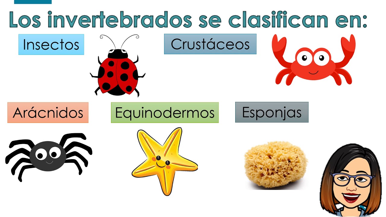 Los animales vertebrados e invertebrados similitudes y diferencias ...