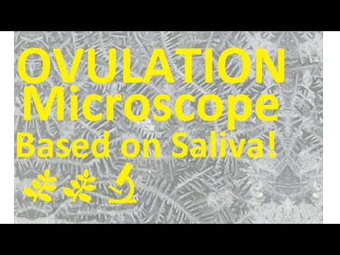 🌿Saliva OVULATION Test 💥 «Ferning» pattern in saliva🔬! Ovulation ...