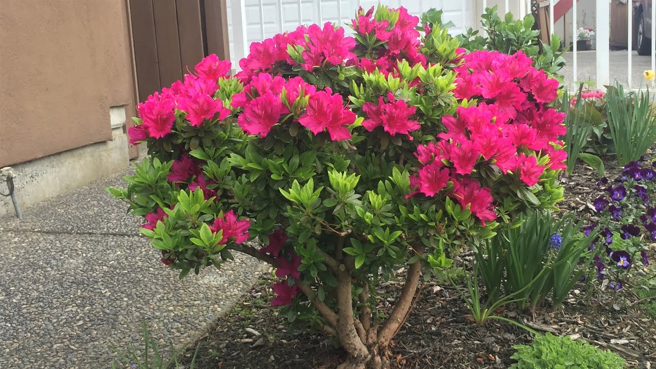Azalea, Girard's Fuchsia - Prune to Half the Size (Year 2) - May 26 ...