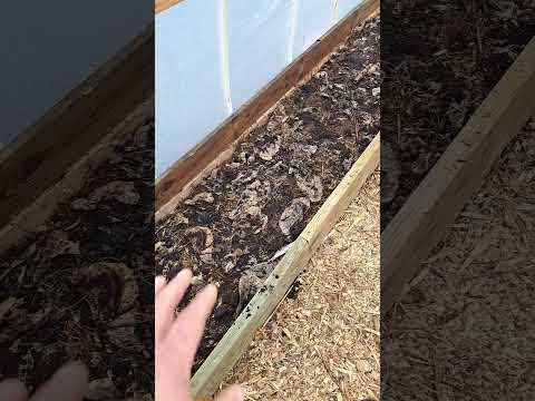 Hot Bed/Hugelkultur in the Greenhouse #permaculture #diy #compost #greenhouse #hugelkultur #shorts