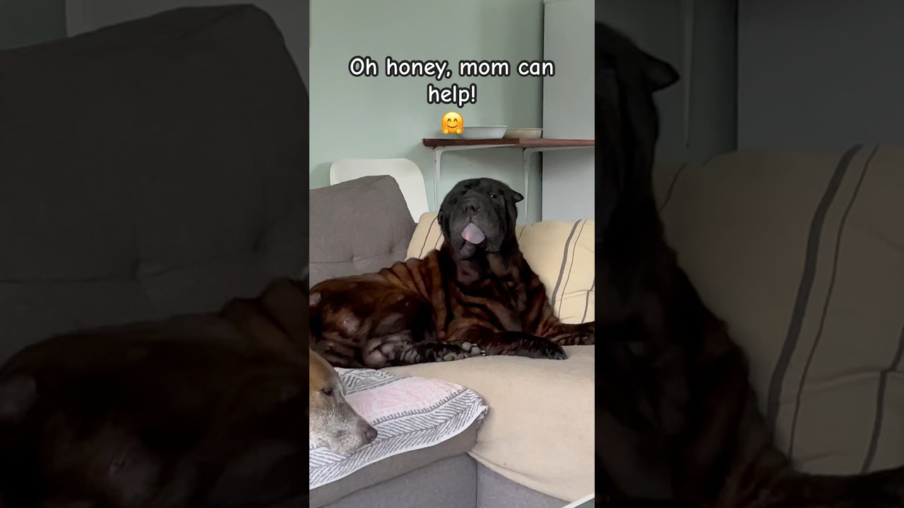 Susu the dog tries to clean the dirt from her eyes ... #shorts #dog # ...