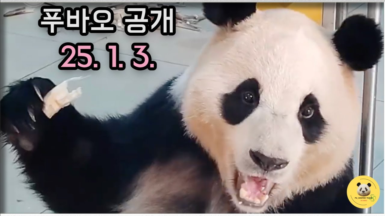 1월3일 판다센터가 올린 푸바오 근황 Youtube