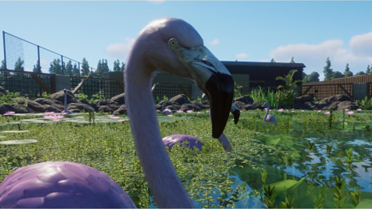 Cypress Zoo Ep.2: Chilean Flamingos And Red-Necked Wallabies! - YouTube