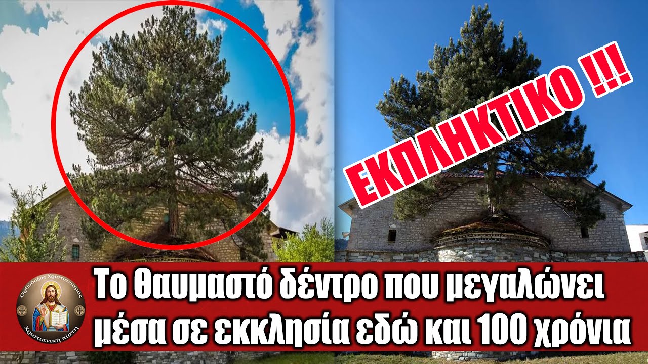 ΑΠΙΣΤΕΥΤΟ - 100 χρονών Δέντρο μεγαλώνει μέσα σε Εκκλησία... - YouTube