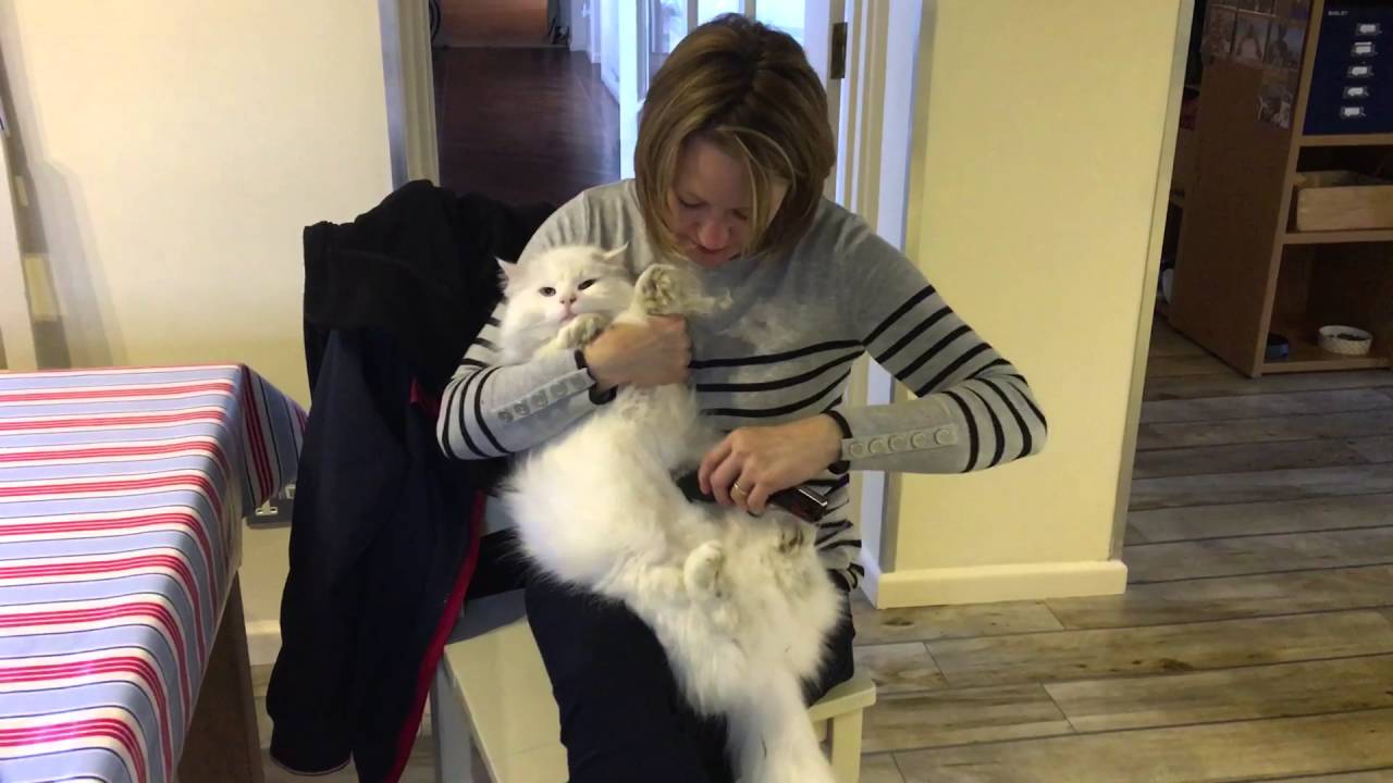 Cat shearing - YouTube