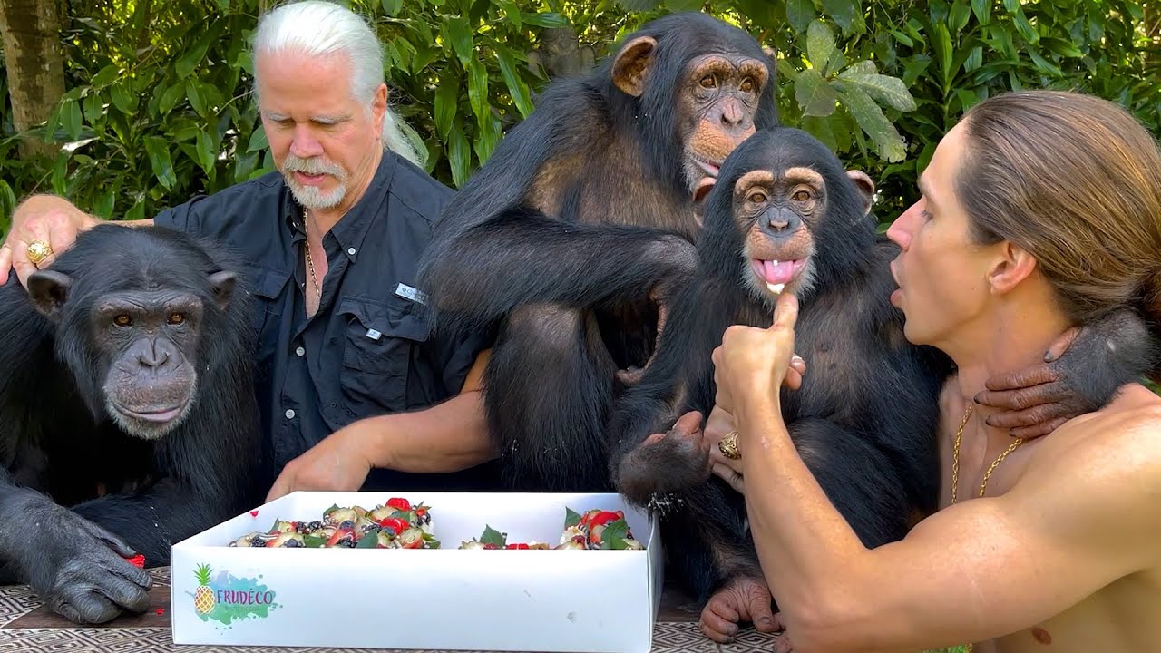 CHIMPANZEE PARTY! - YouTube